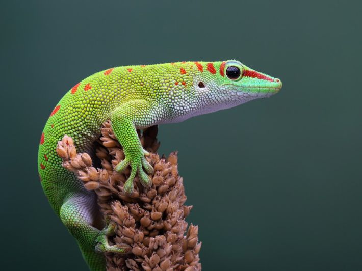 Alamin ang tungkol sa interpretasyon ng malaking tuko sa isang ...