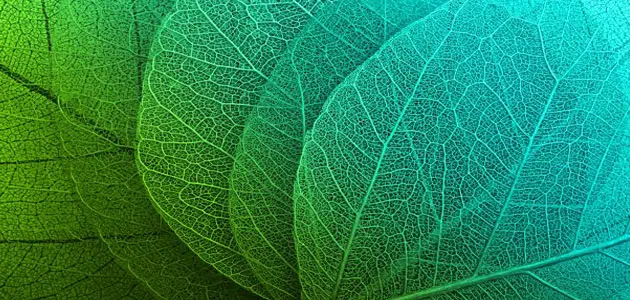 Learn about the interpretation of seeing the color green in a man’s ...